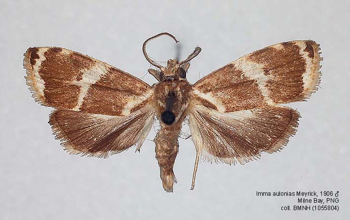 Papua Insects Foundation (Lepidoptera/Immidae thumbnails)